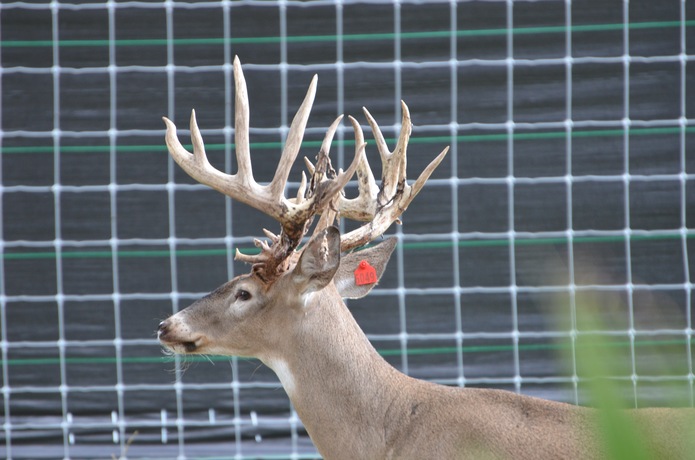 Deer and Elk breeding