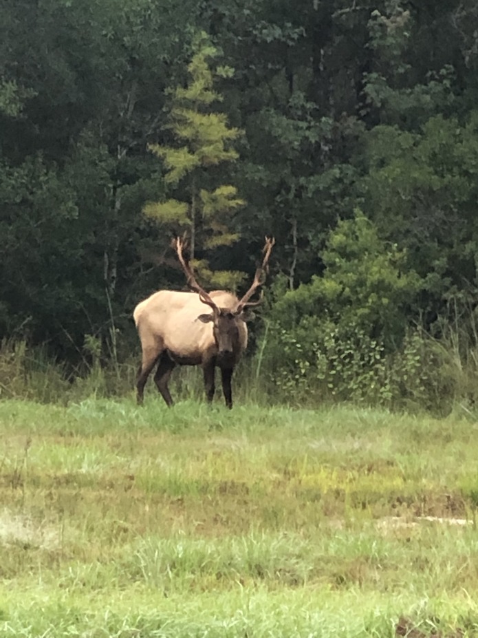Deer and Elk breeding