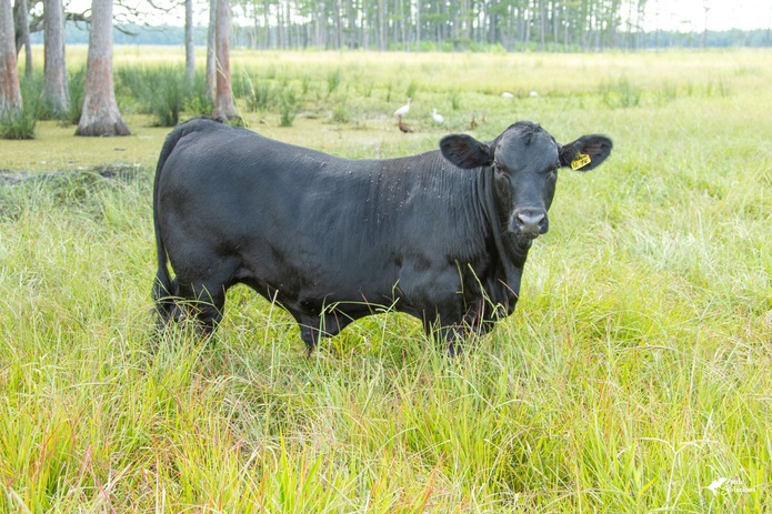 Cattle Breeding
